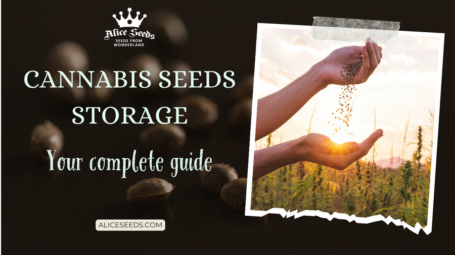 Cannabis Seeds Storage: Your Complete Guide