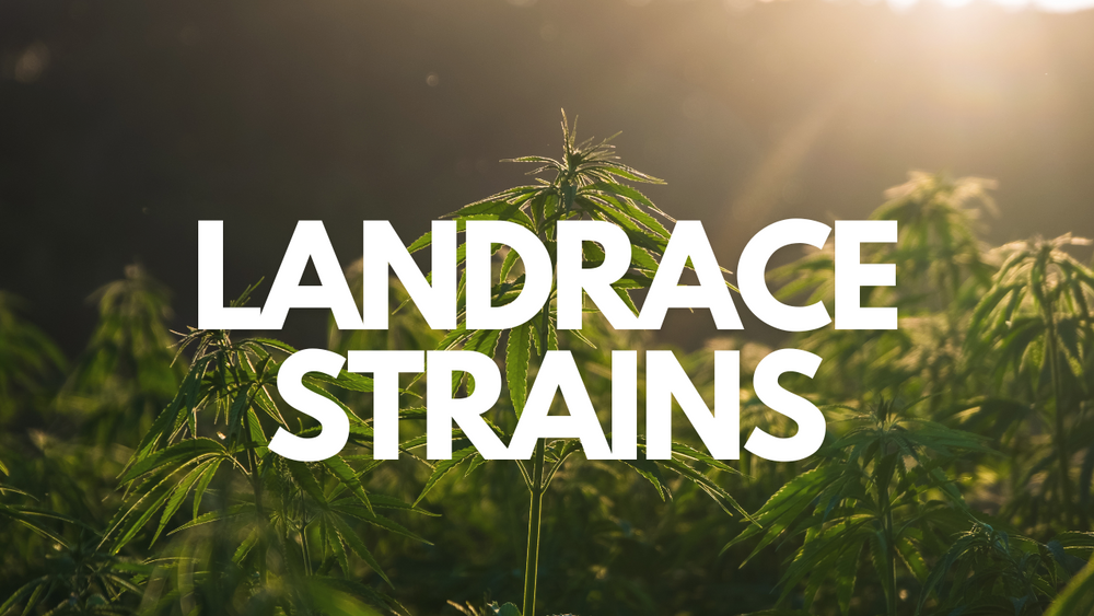 What are landrace strains?