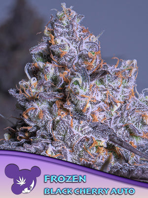 Anesia Seeds: High-Quality Cannabis Seeds for Exceptional Yields