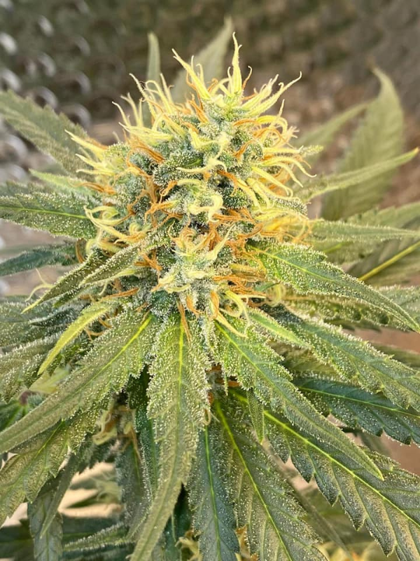 Black Domina Feminized Cannabis Seeds - Potent Indica Strain