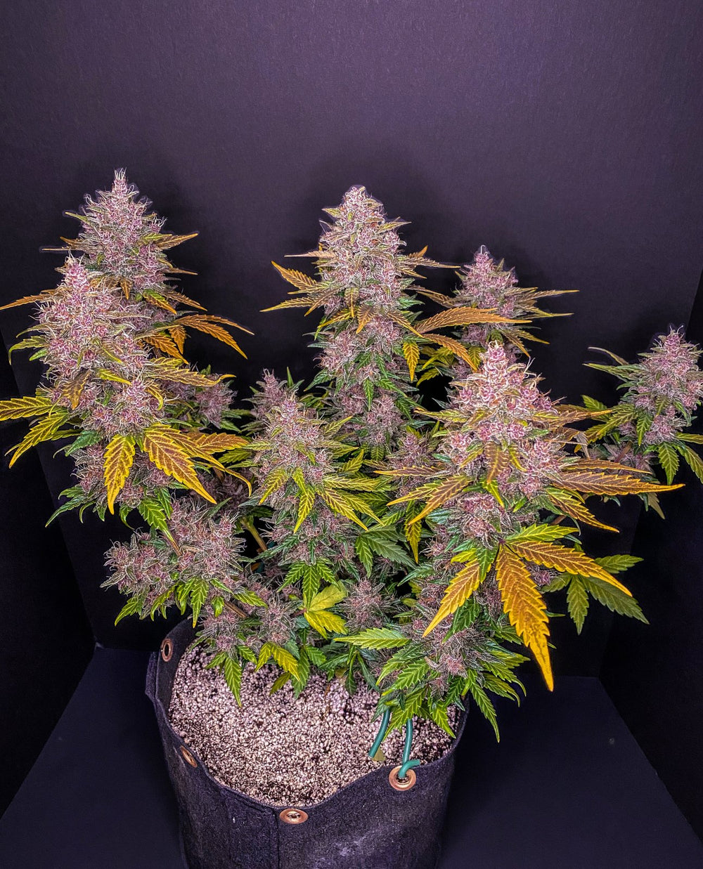 LSD-25 Autoflower Seeds - Psychedelic Hybrid Strain