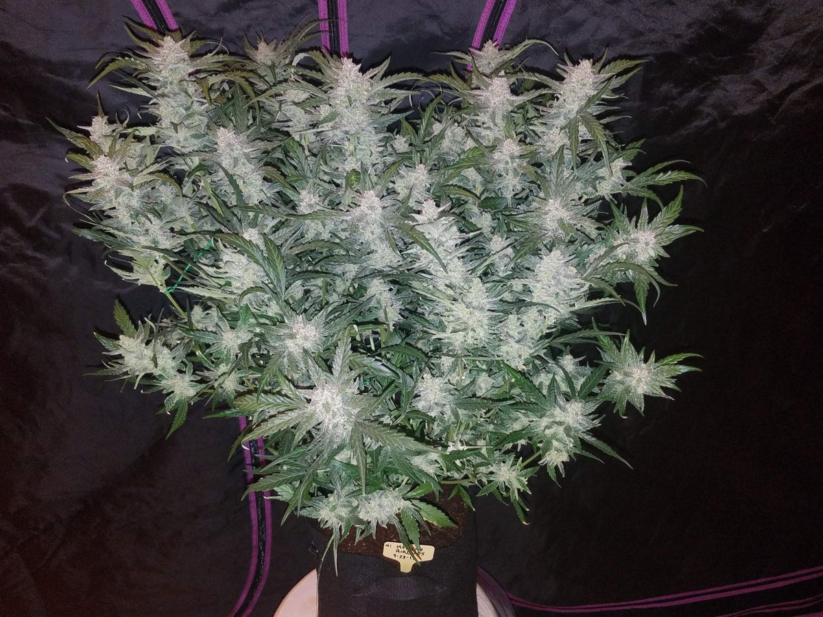420 Fast Buds® - Ultra Fast Flowering Cannabis Seeds