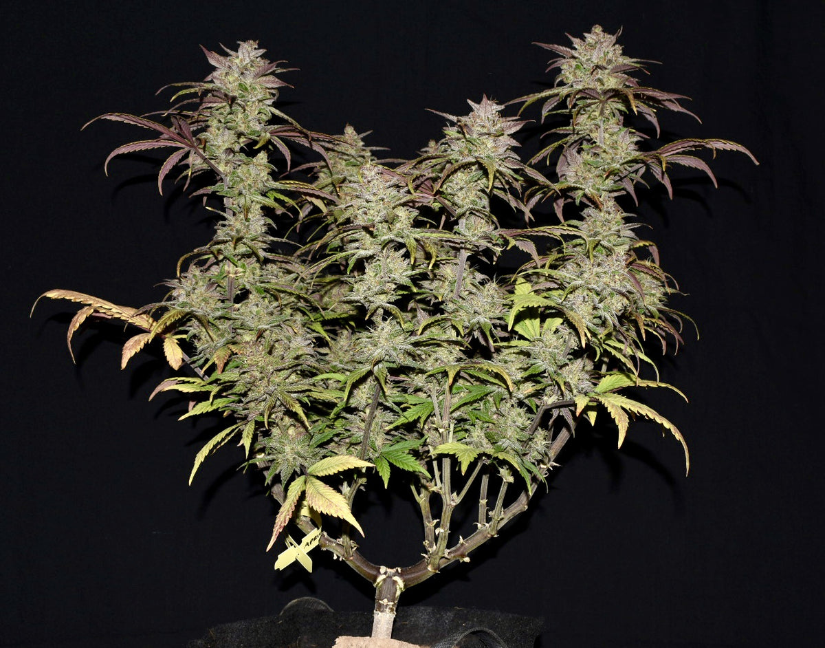 420 Fast Buds® - Ultra Fast Flowering Cannabis Seeds