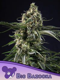 Anesia Seeds: High-Quality Cannabis Seeds for Exceptional Yields